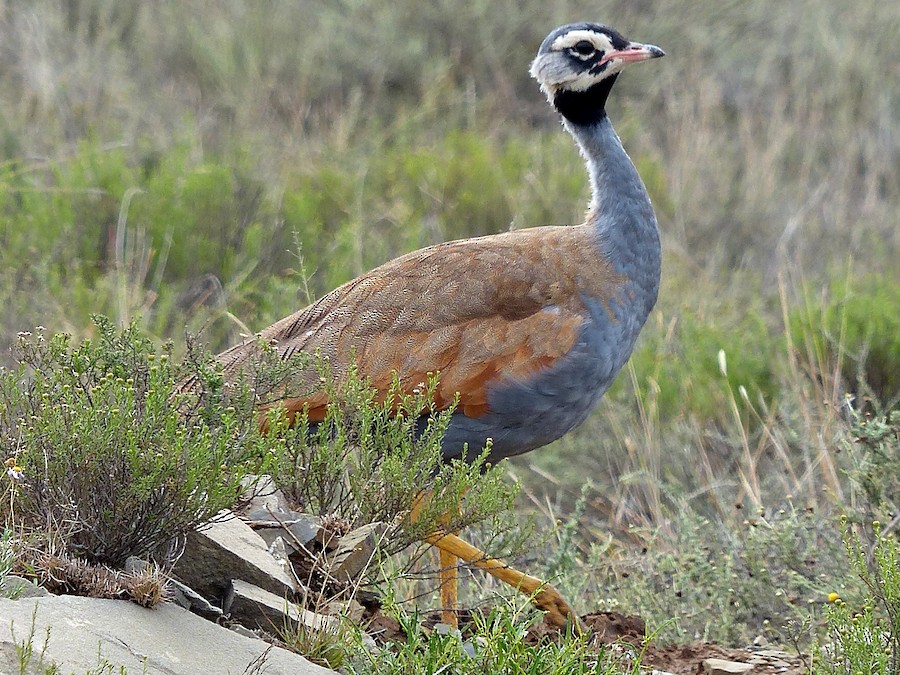 Blue Bustard - eBird