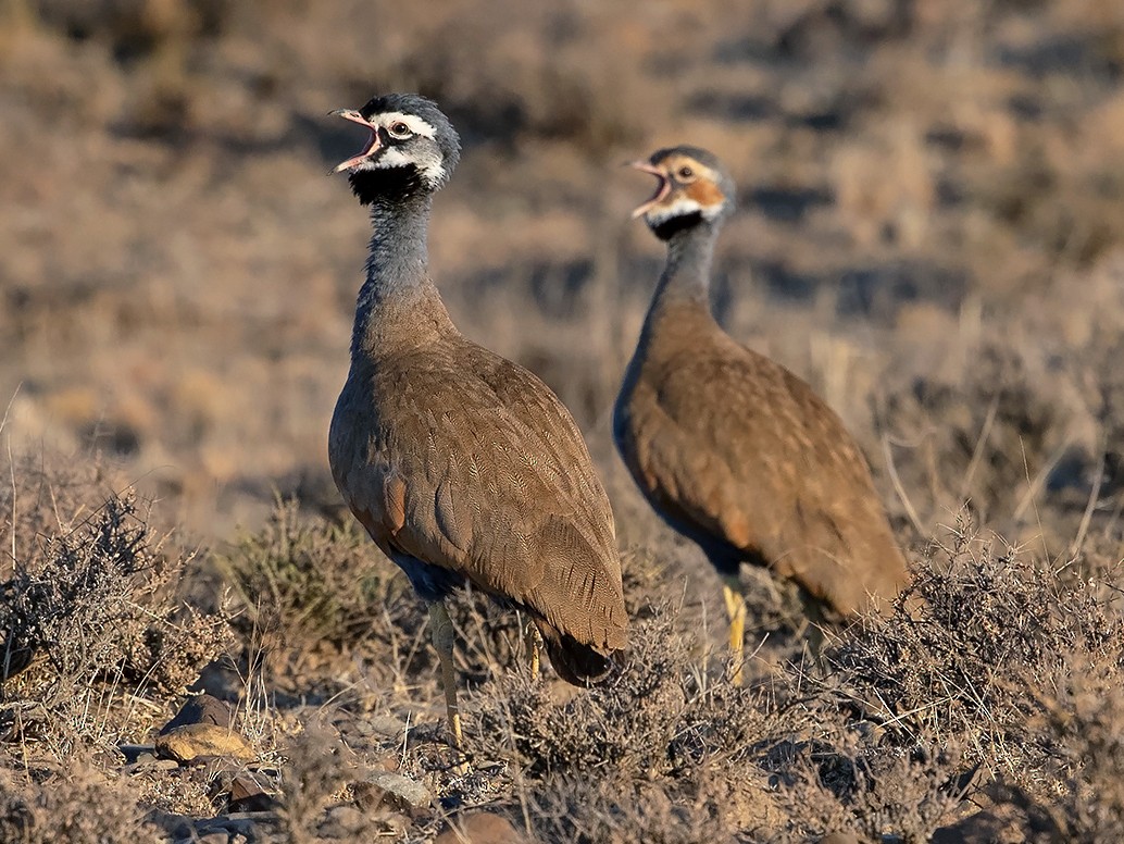 Blue Bustard - eBird
