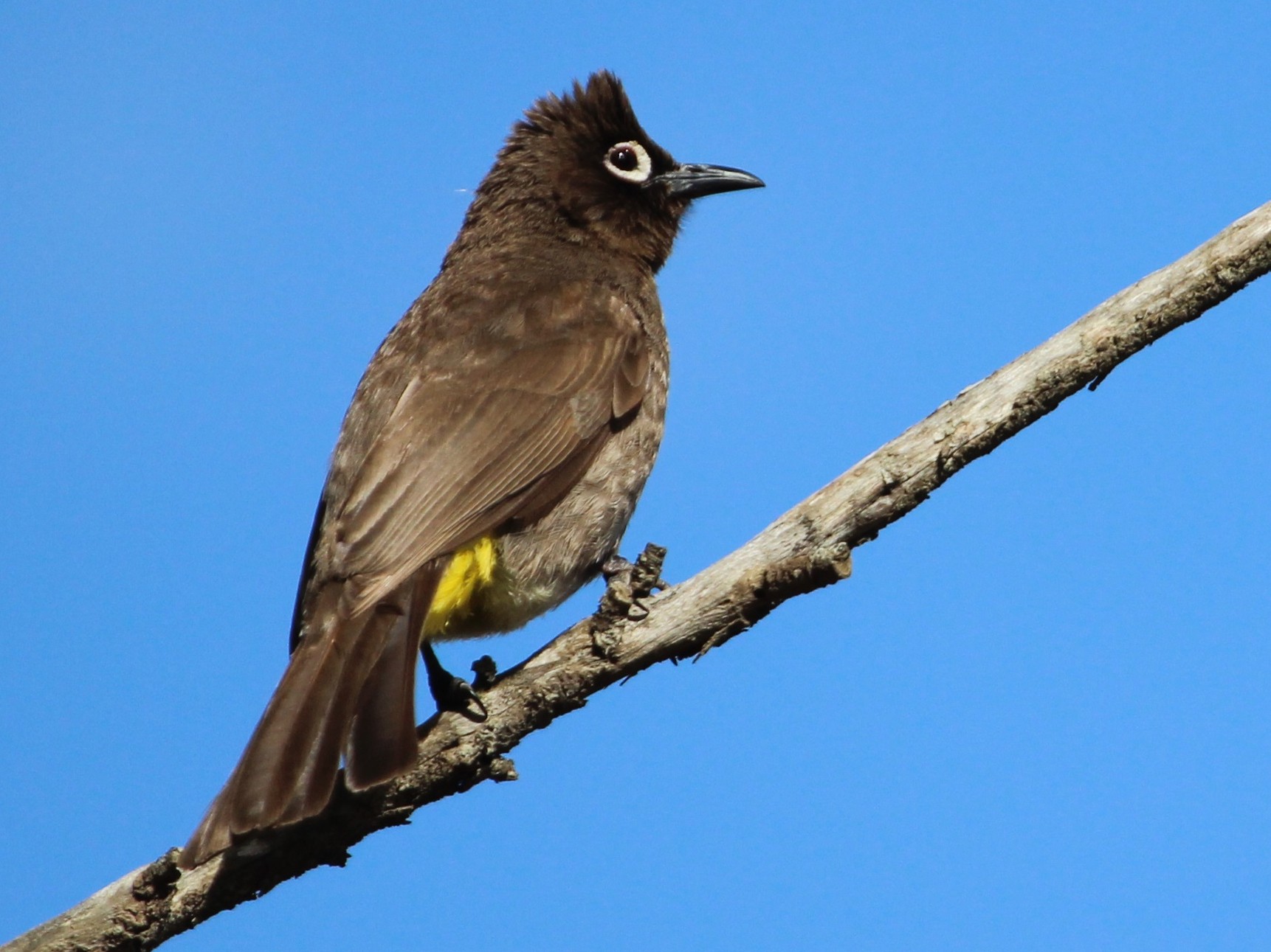 Cape Bulbul - eBird
