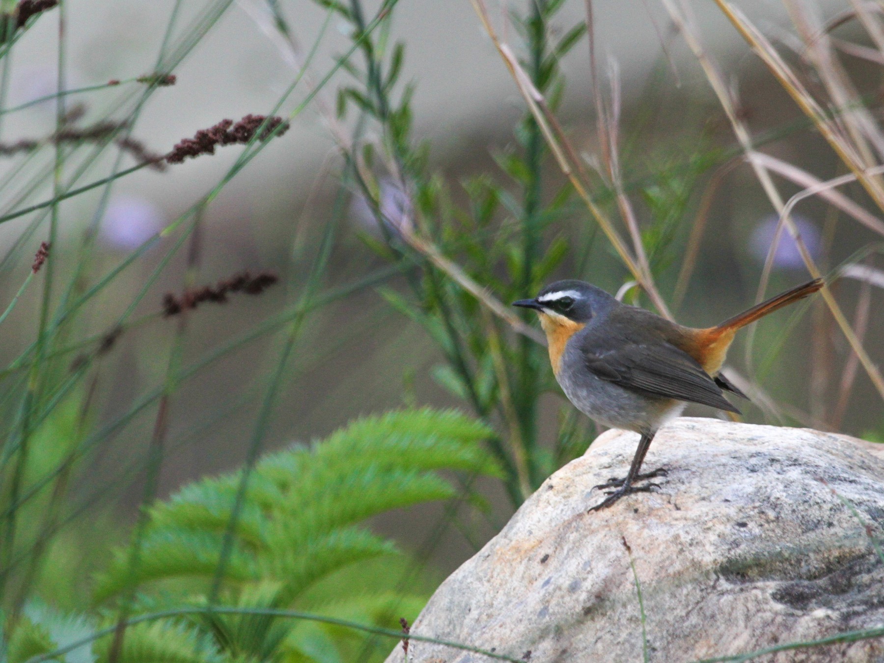 Cape Robin-Chat - eBird