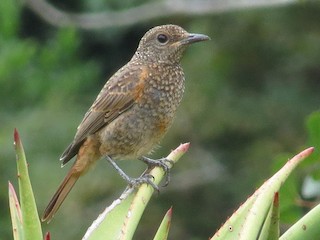 Cape Rock-Thrush - eBird