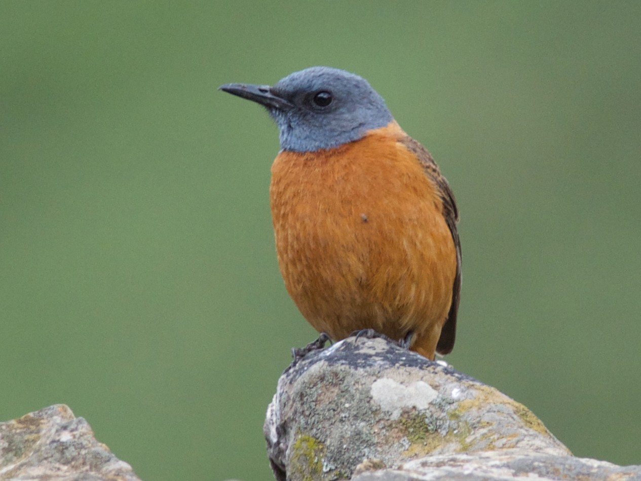 Cape Rock-Thrush - eBird