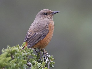 Cape Rock-Thrush - eBird