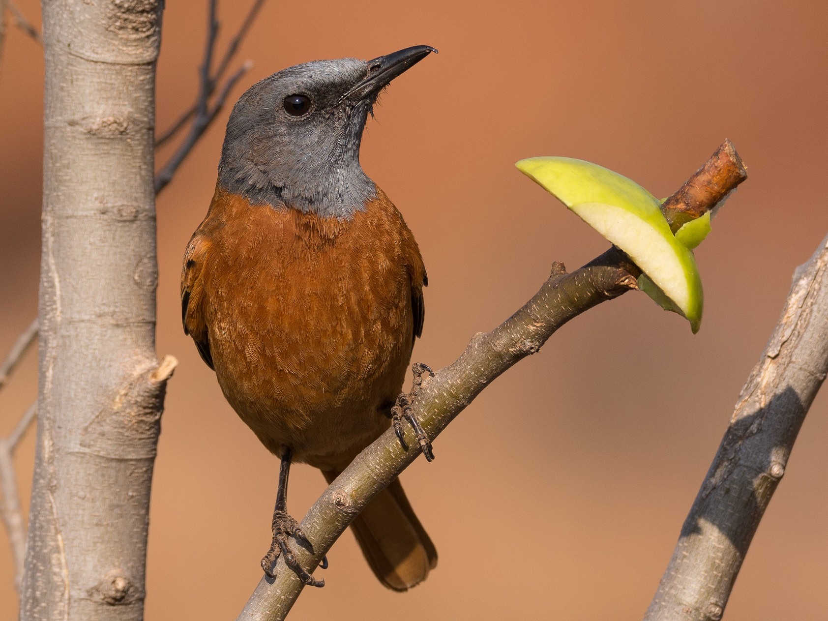 Cape Rock-Thrush - eBird
