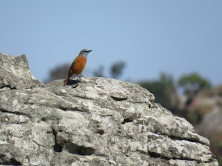 Cape Rock-Thrush - eBird