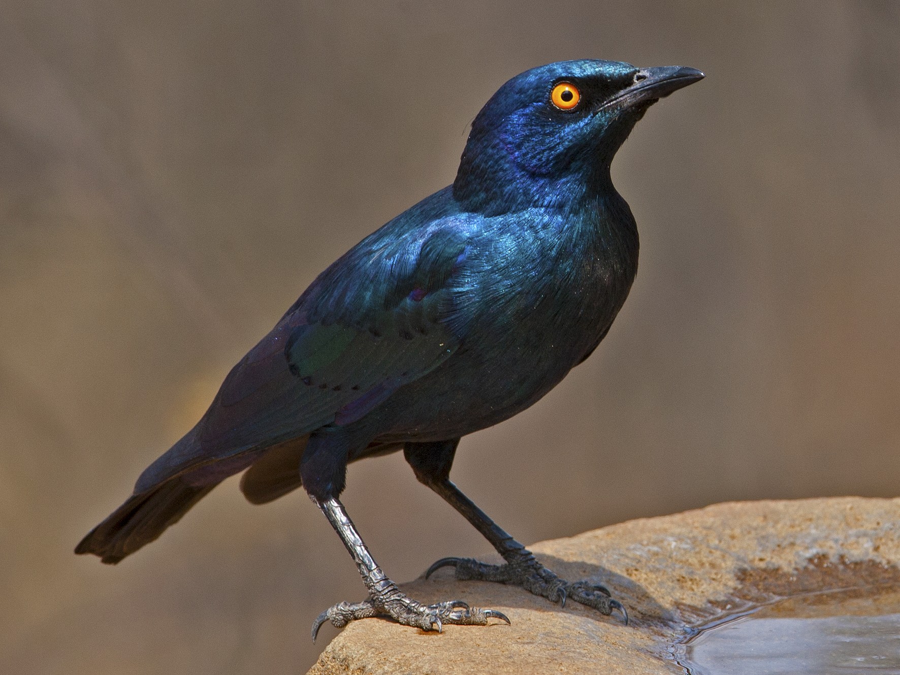 Cape Starling - eBird