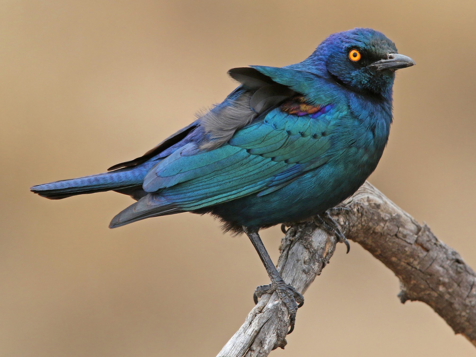 Cape Starling EBird