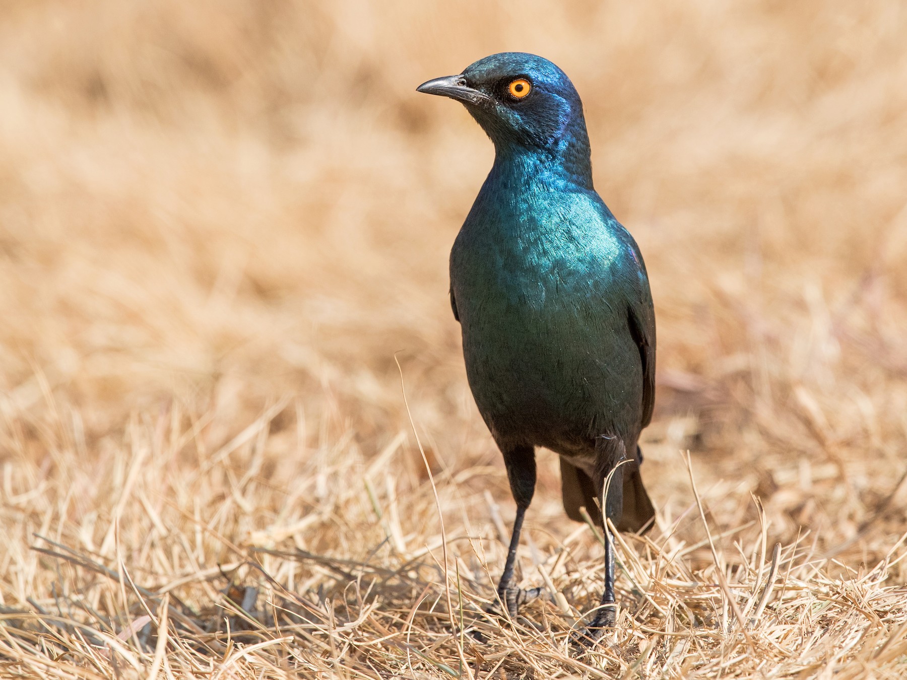 Cape Starling - eBird