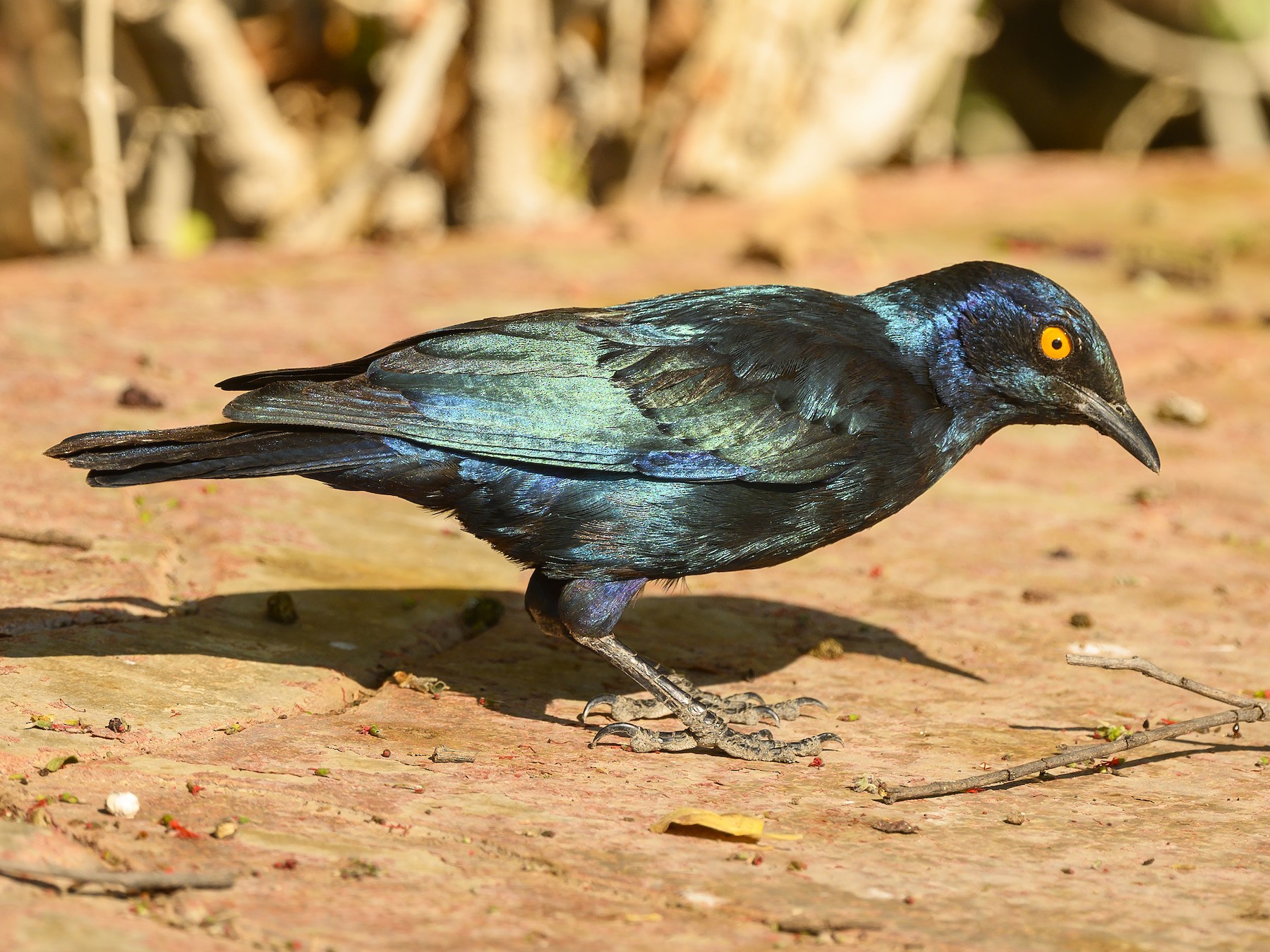 Cape Starling - eBird