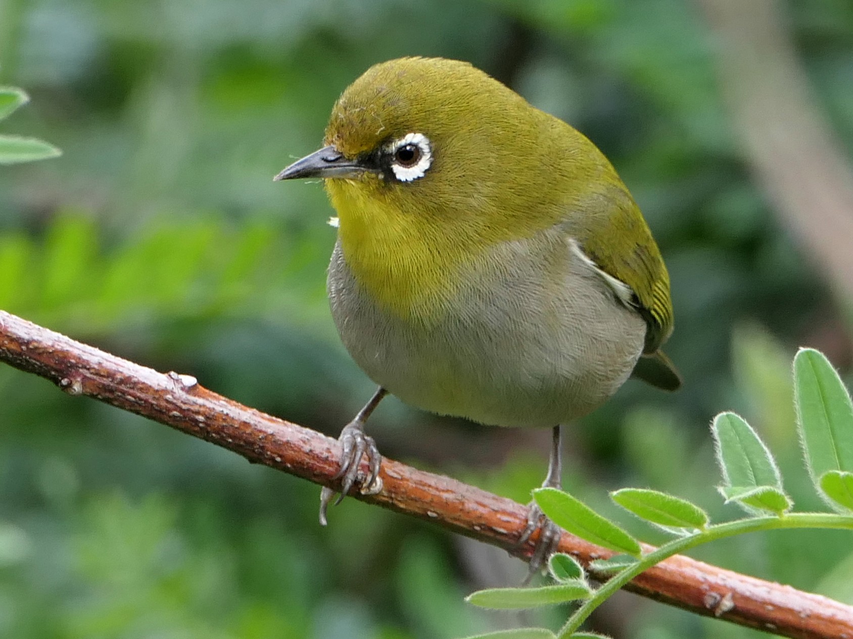 Cape White-eye - eBird