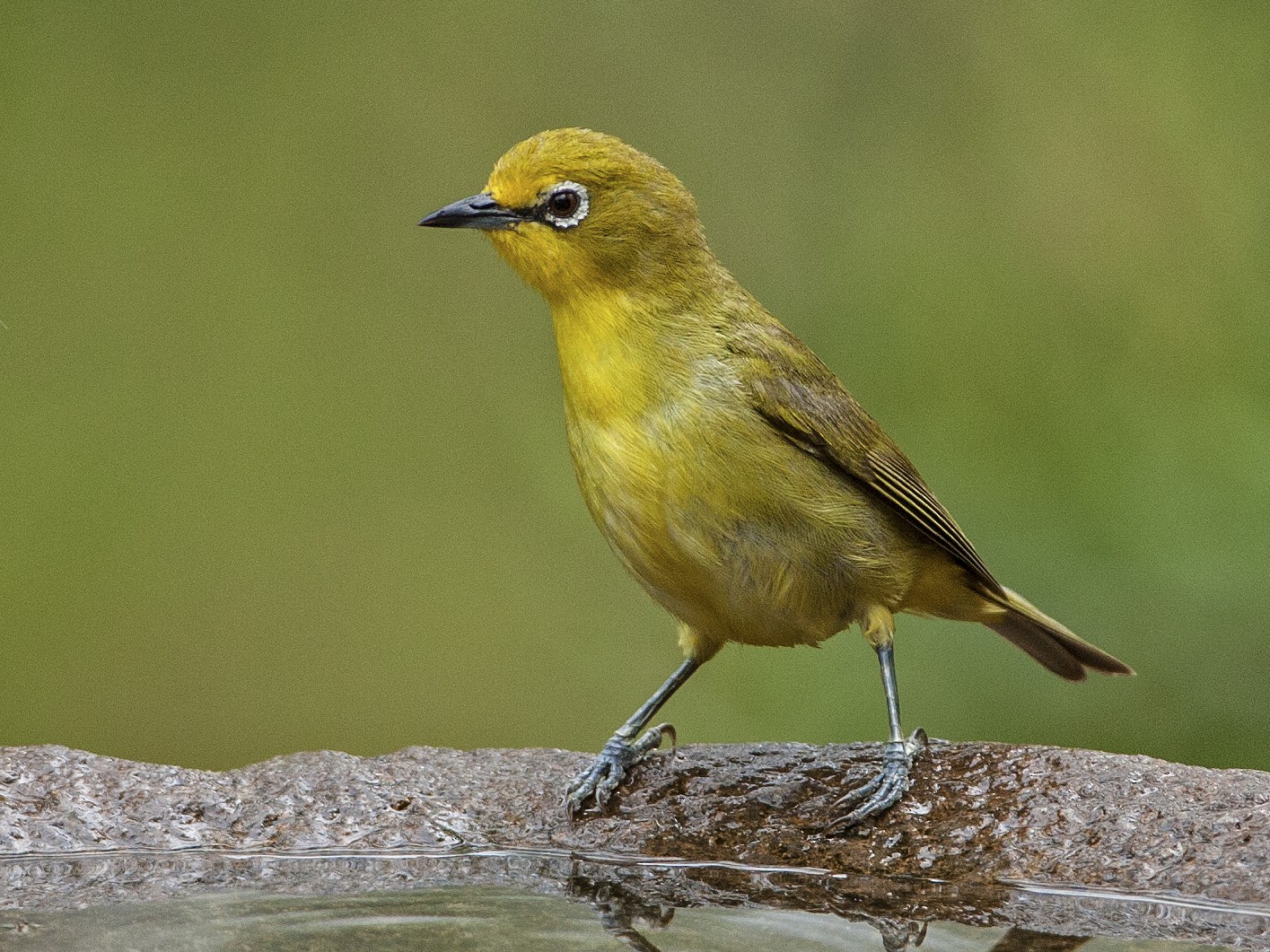 Cape White-eye - eBird