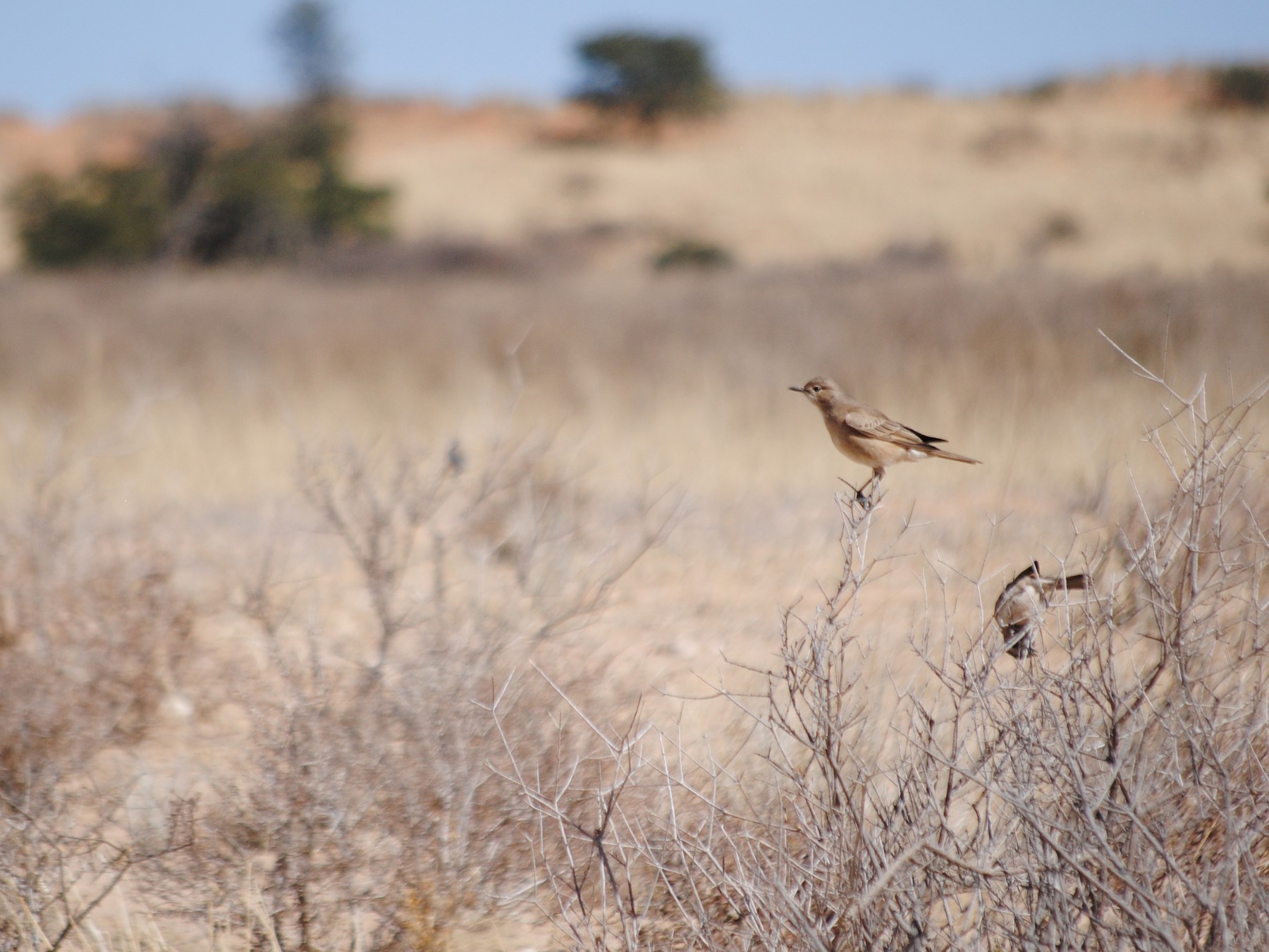 Chat Flycatcher - eBird