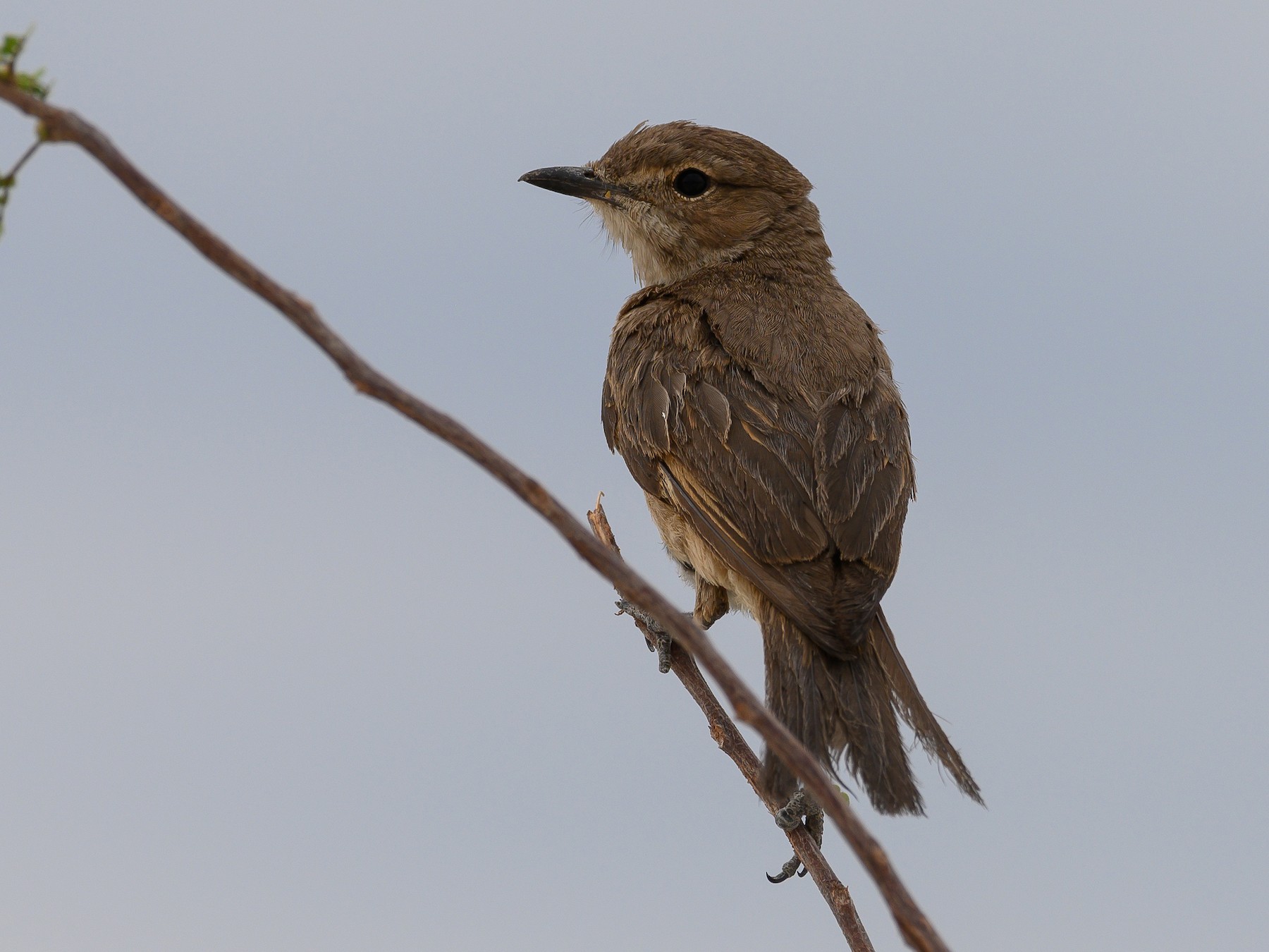 Chat Flycatcher - eBird