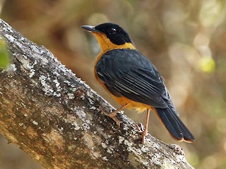 Chorister Robin-Chat - eBird