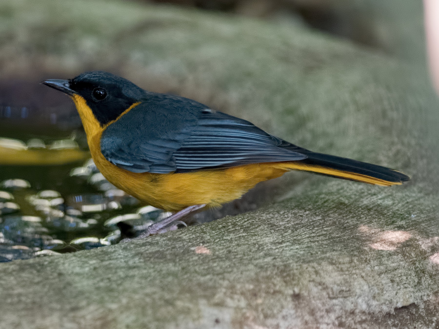 Chorister Robin-Chat - eBird