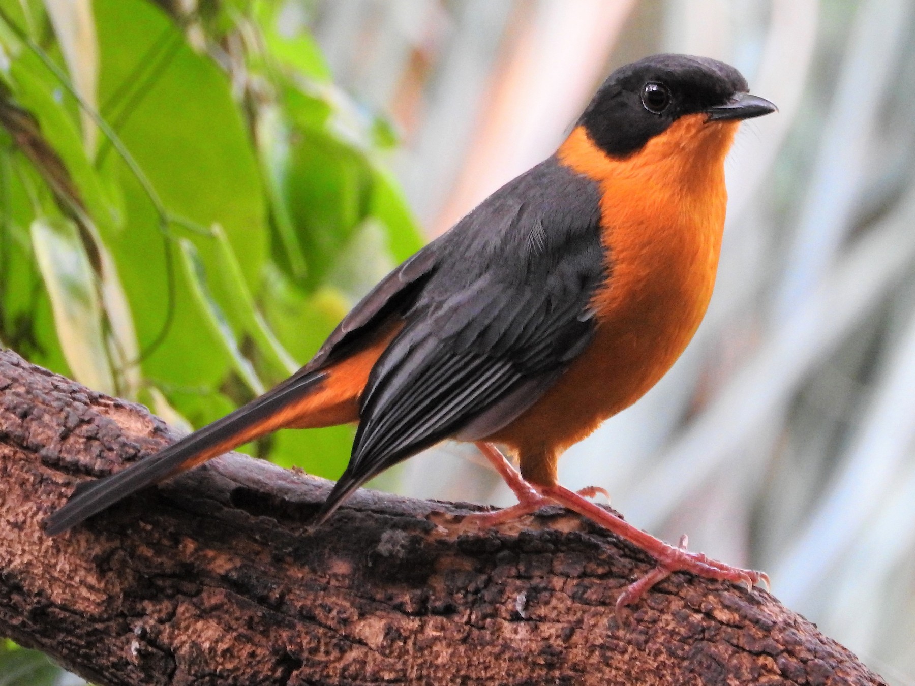 Chorister Robin-Chat - eBird