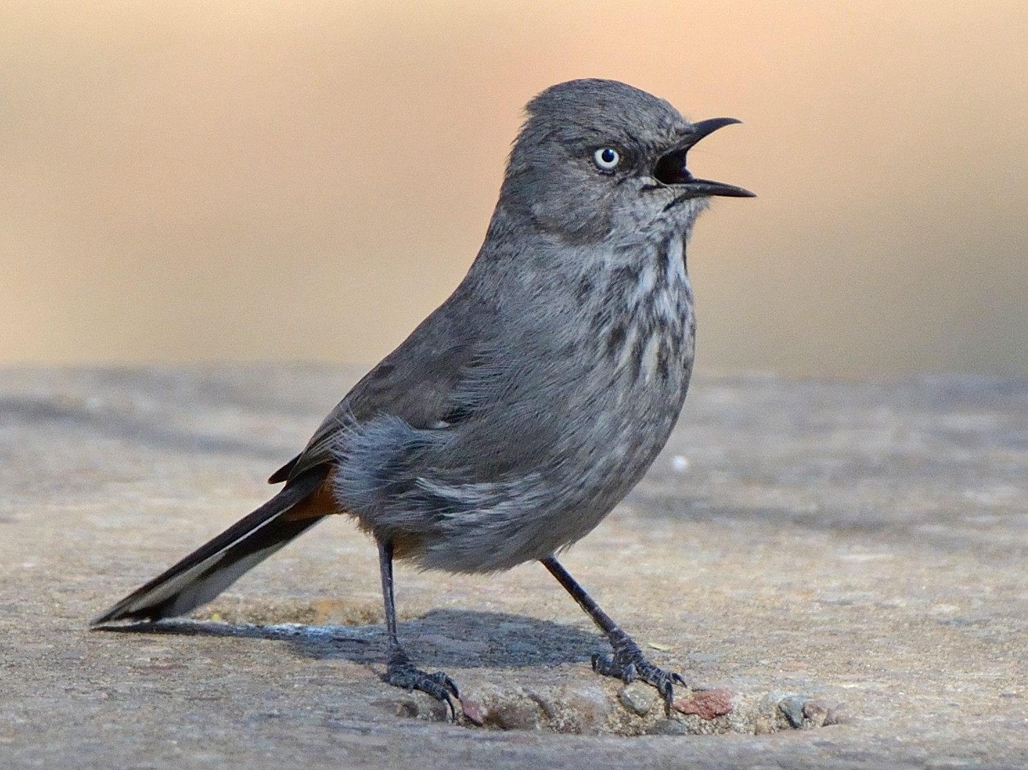 Chestnut-vented Warbler - eBird