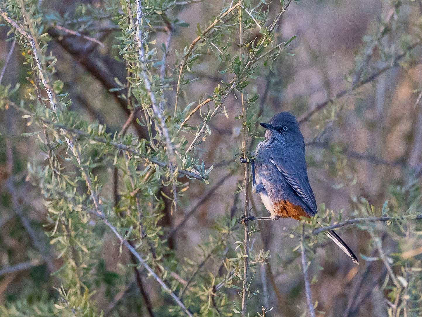 Chestnut-vented Warbler - eBird