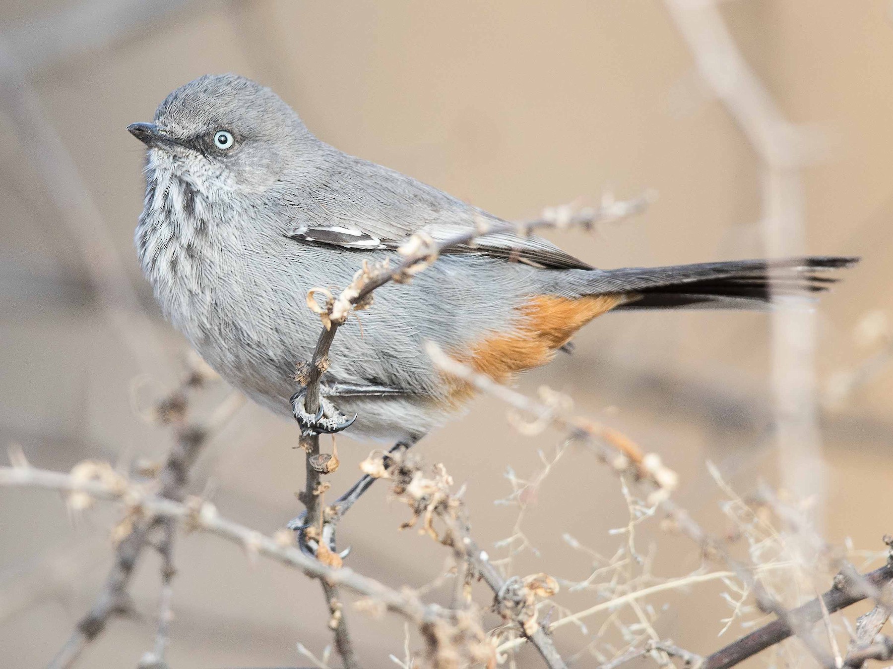 Chestnut-vented Warbler - eBird