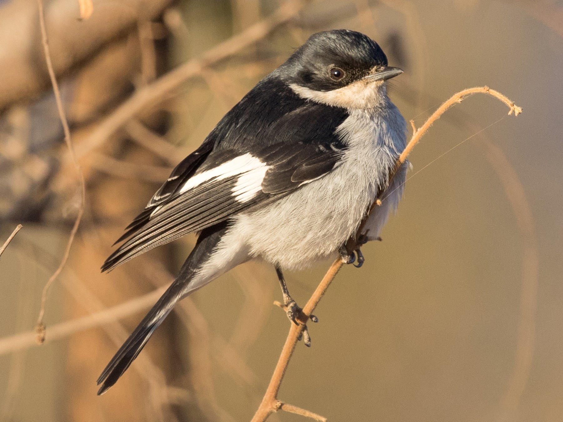 Fiscal Flycatcher - eBird