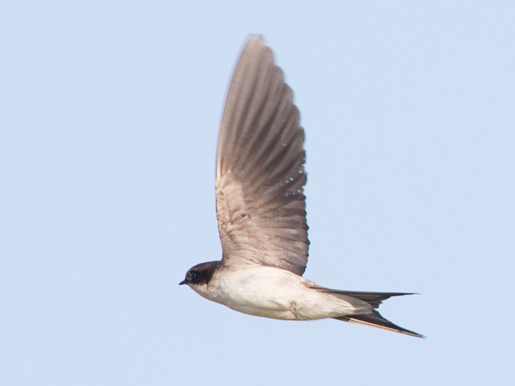 Gray-rumped Swallow - eBird