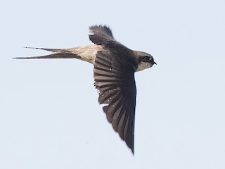 Gray-rumped Swallow - eBird
