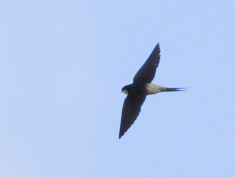 Gray-rumped Swallow - eBird