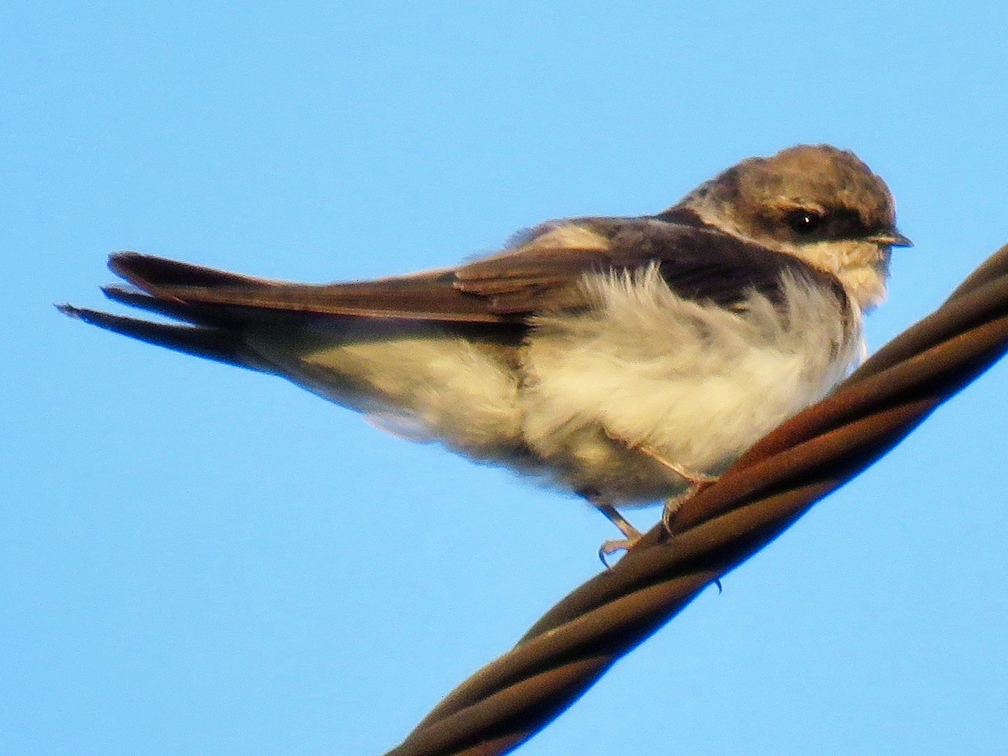 Gray-rumped Swallow - eBird