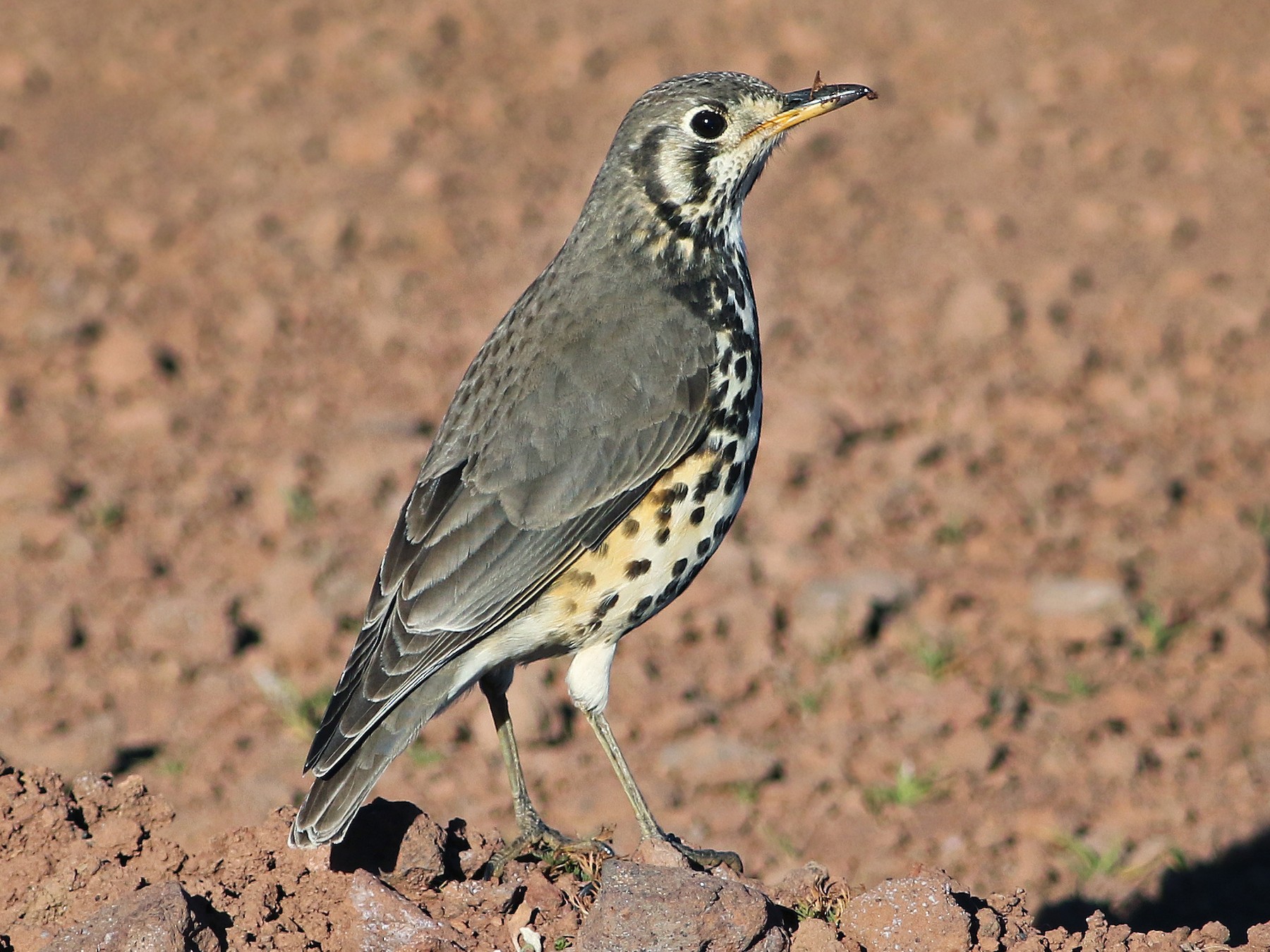 Groundscraper Thrush - eBird