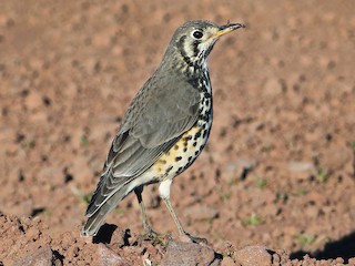 Ethiopian Thrush - eBird