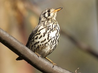 Groundscraper Thrush - eBird