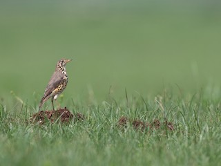 Ethiopian Thrush - eBird