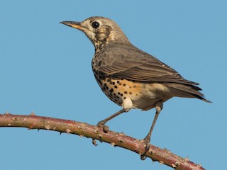 Ethiopian Thrush - eBird