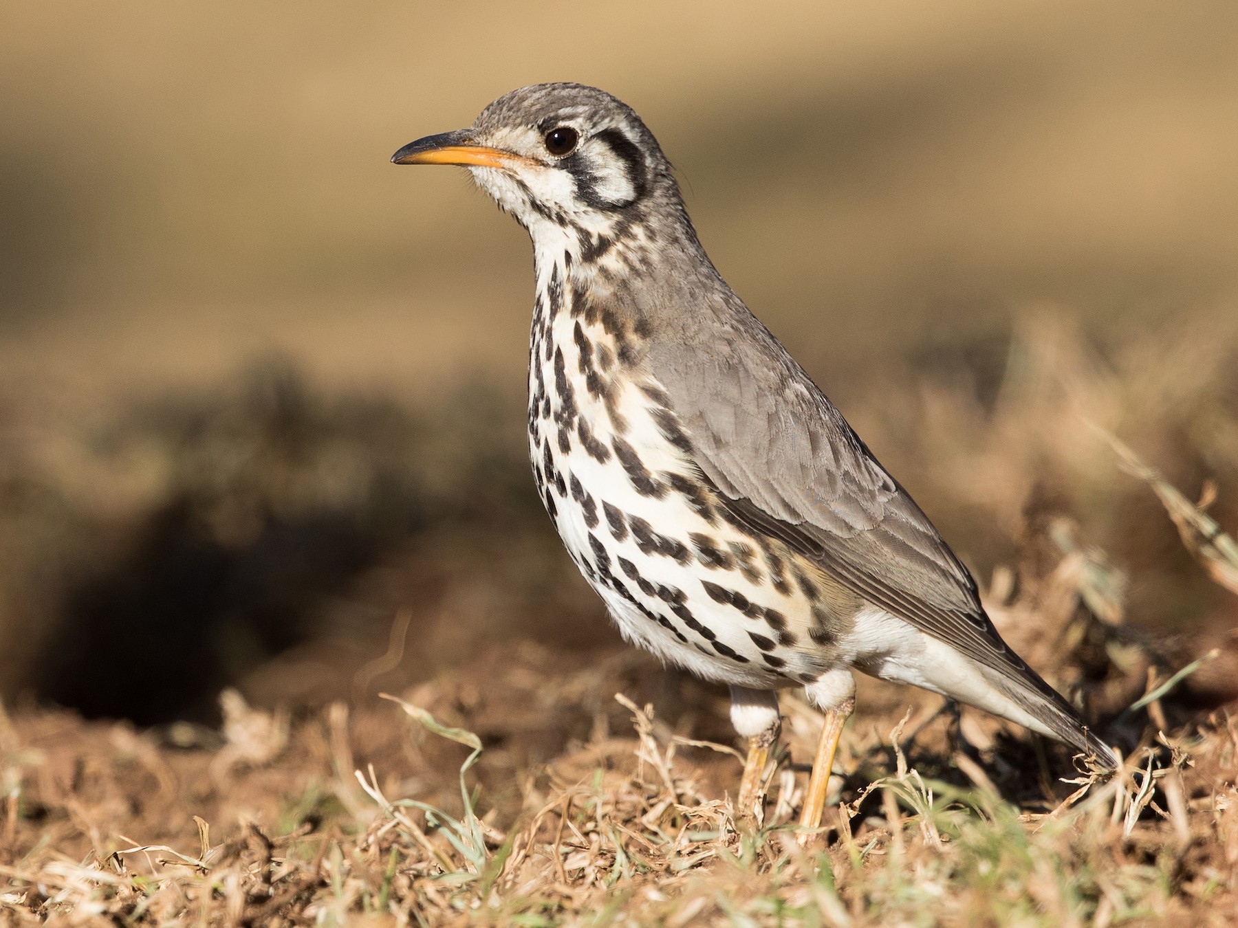 Groundscraper Thrush - eBird