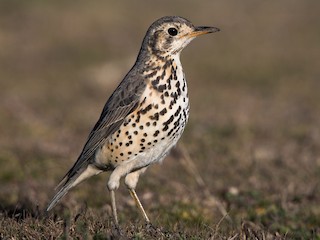 Ethiopian Thrush - eBird