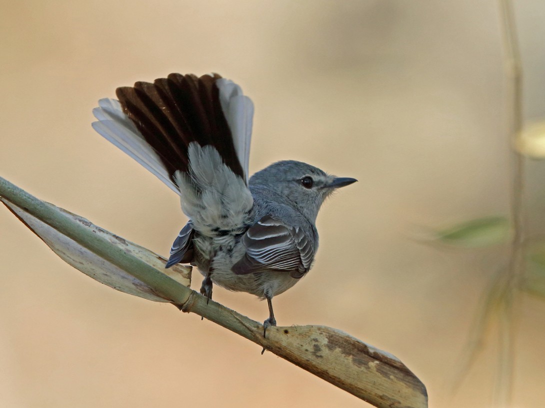 Gray tit-flycatcher - eBird