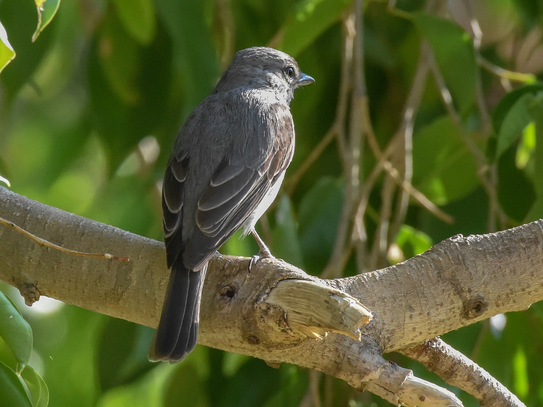 Grey Tit-Flycatcher - eBird