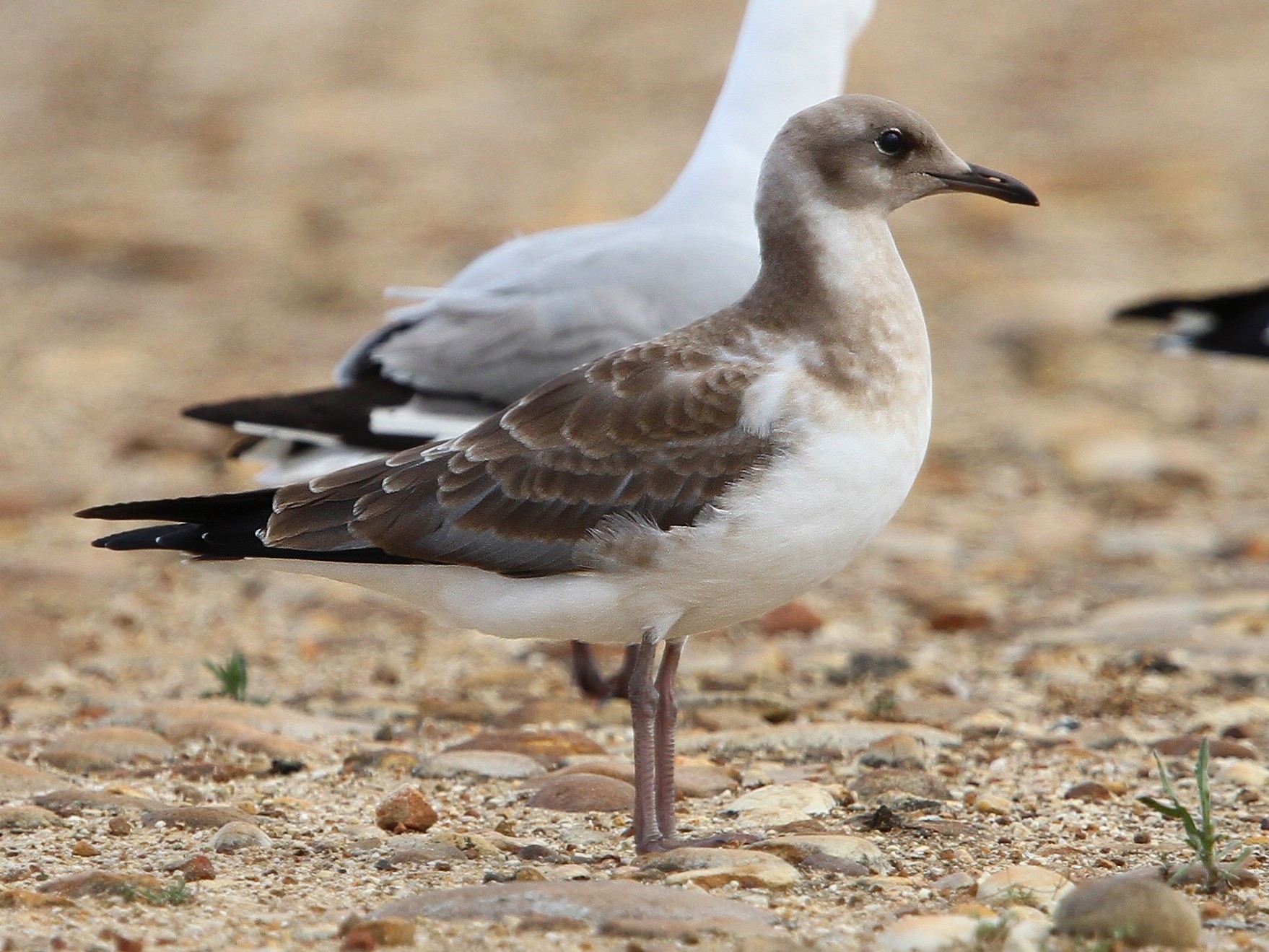 Hartlaub's Gull - eBird