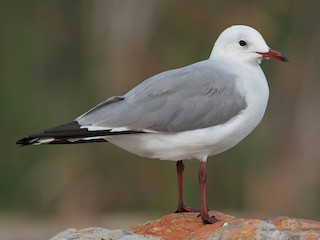 Hartlaub's Gull - eBird