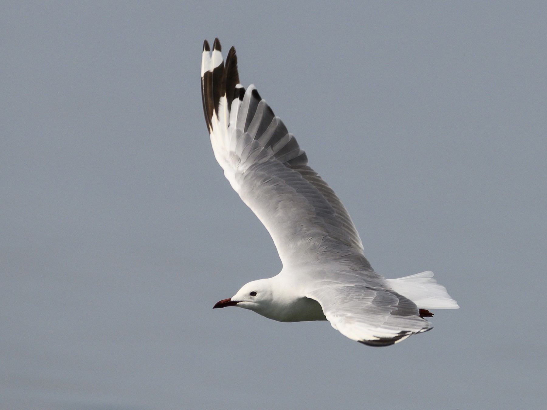 Hartlaub's Gull - eBird