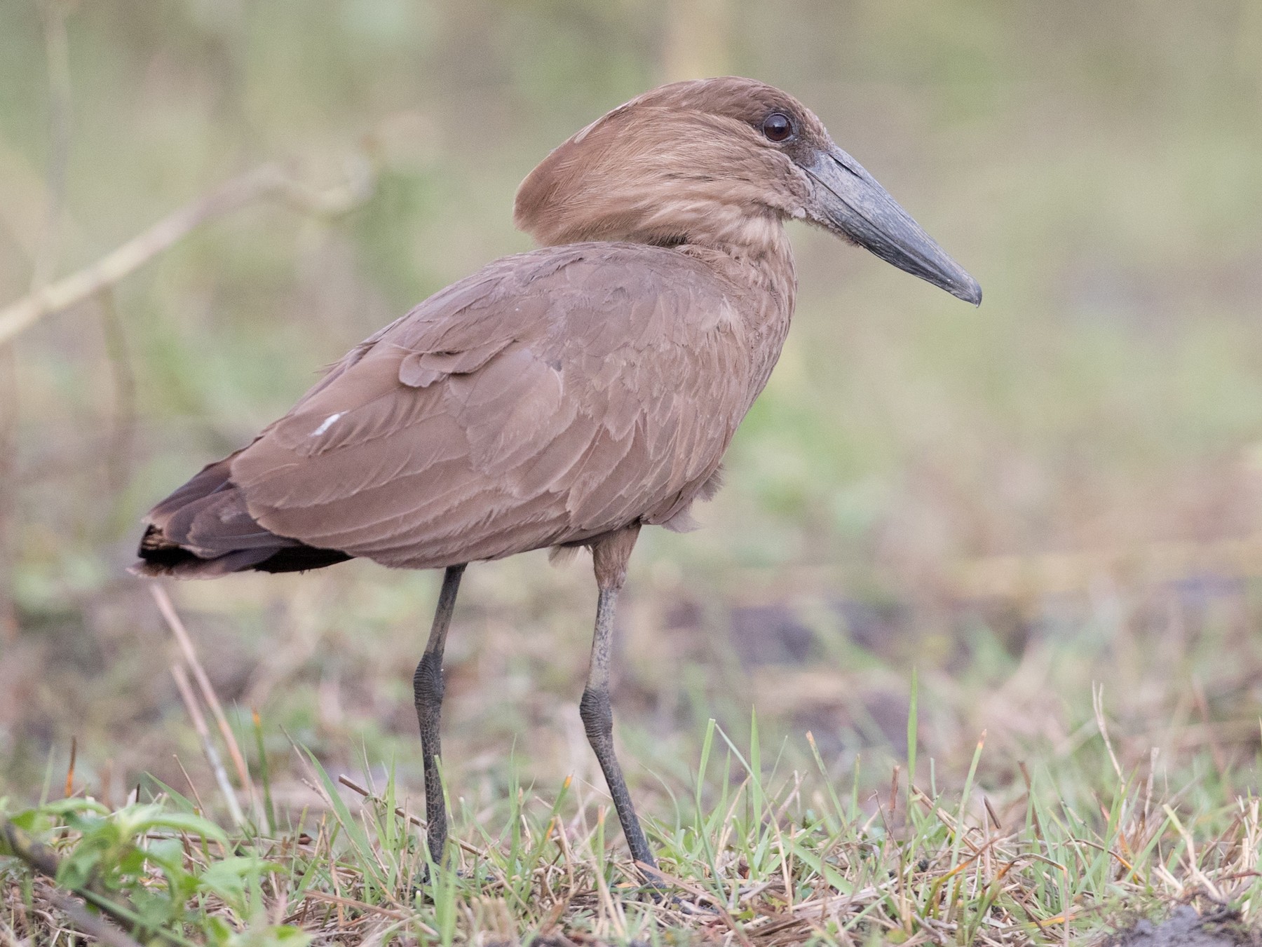Hamerkop - eBird