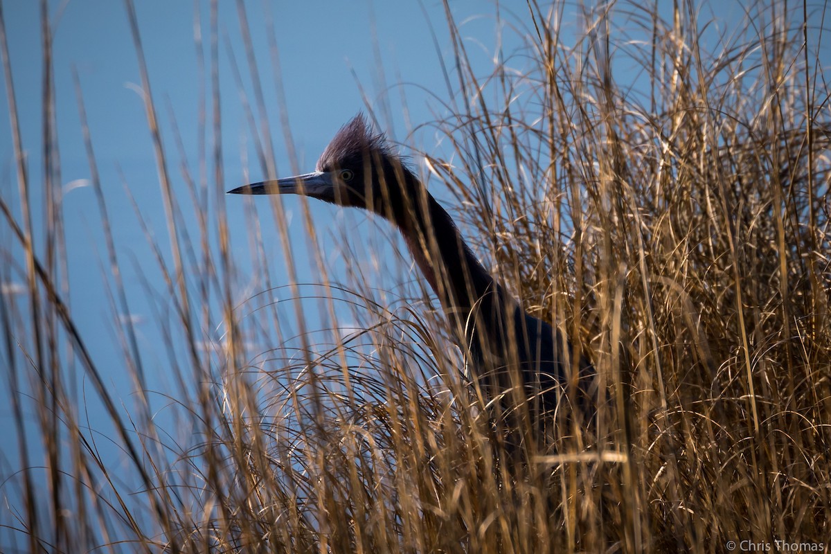 eBird Checklist - 26 Mar 2020 - Harvey Cedars--Joe Torg Nature Preserve ...
