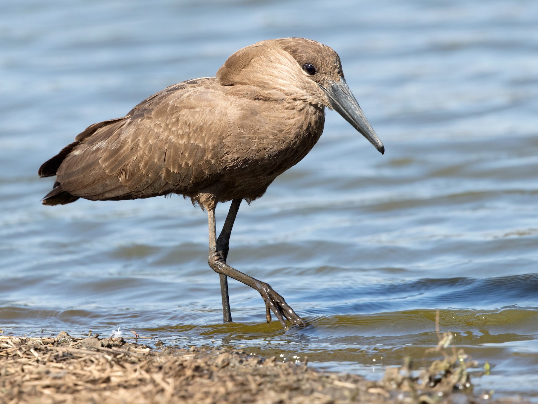 Hamerkop - eBird
