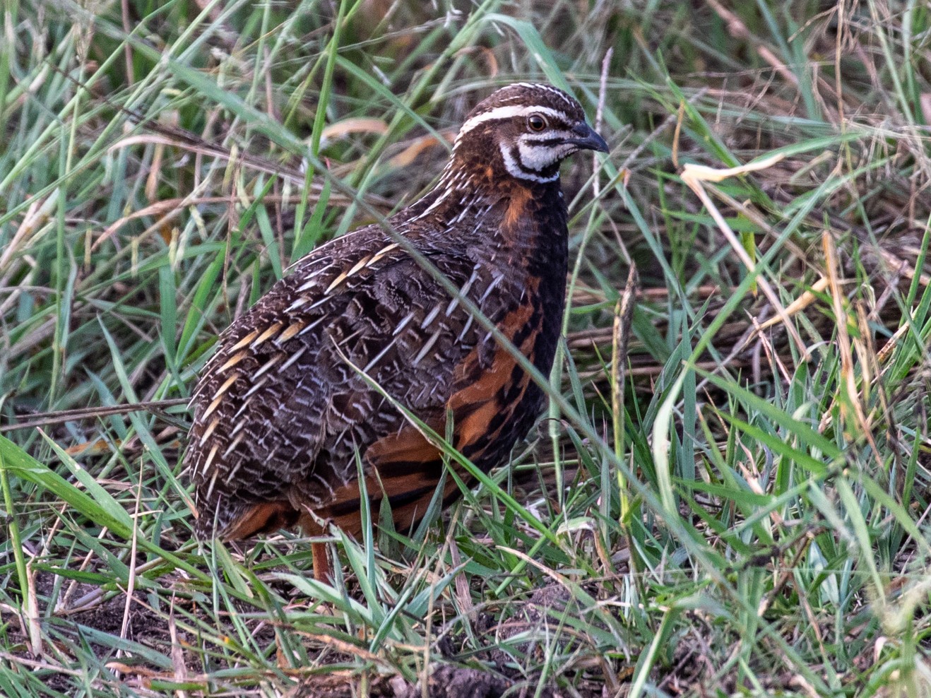 Harlequin Quail - eBird