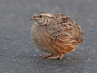 Harlequin Quail - eBird