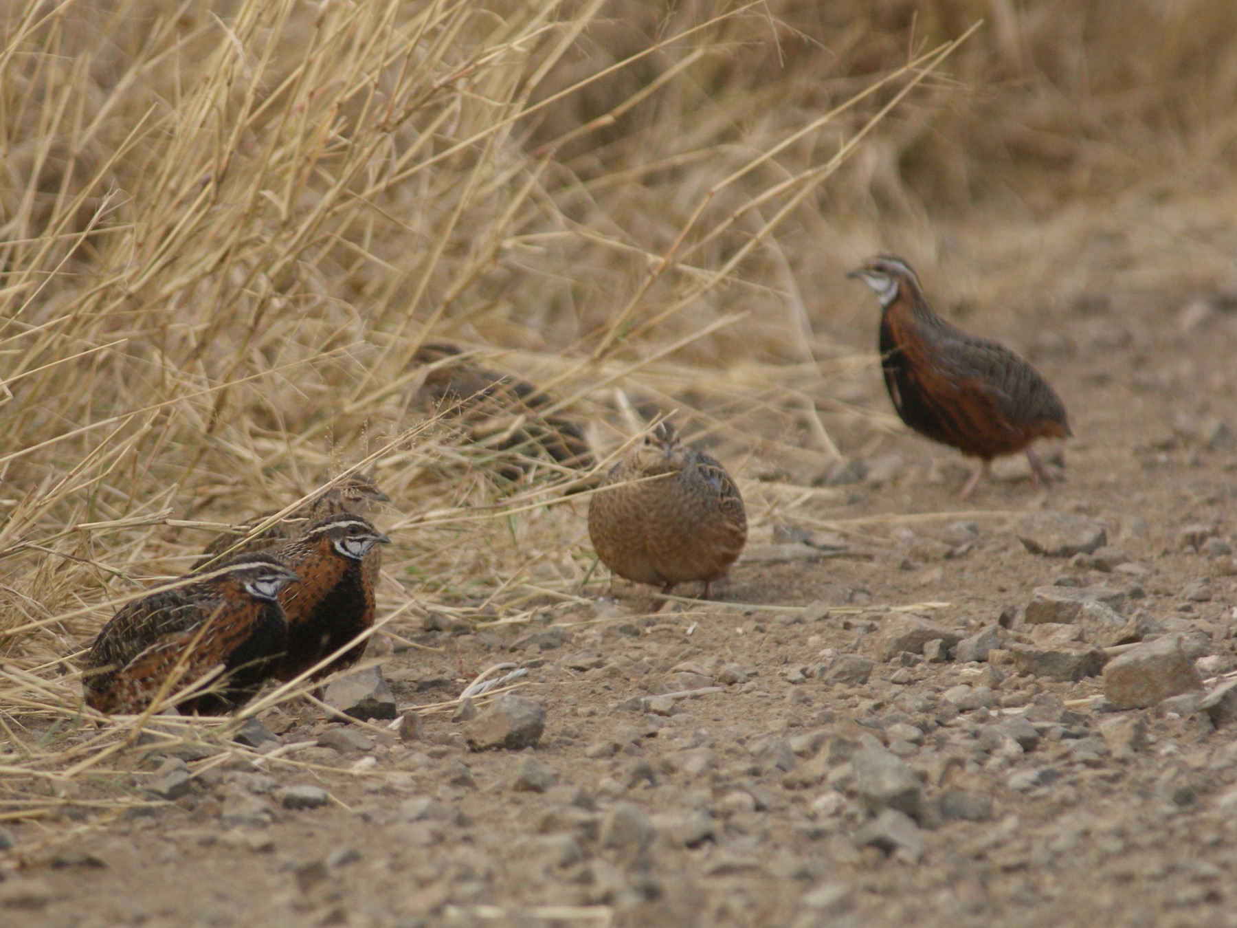 Harlequin Quail - eBird