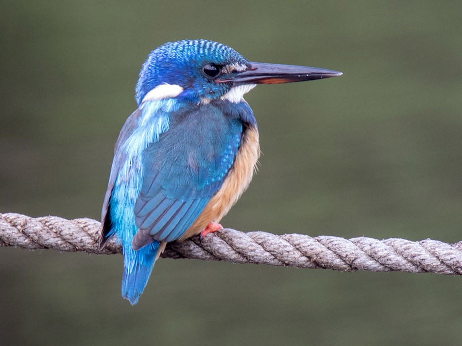 Half-collared Kingfisher - eBird