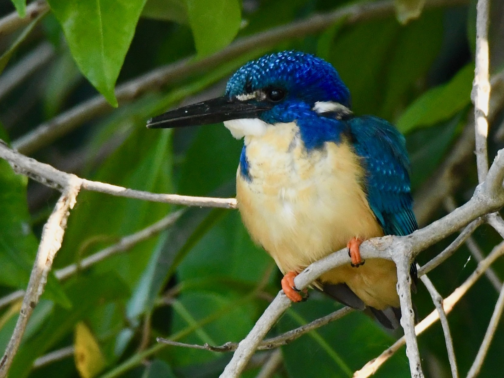 Half-collared Kingfisher - eBird