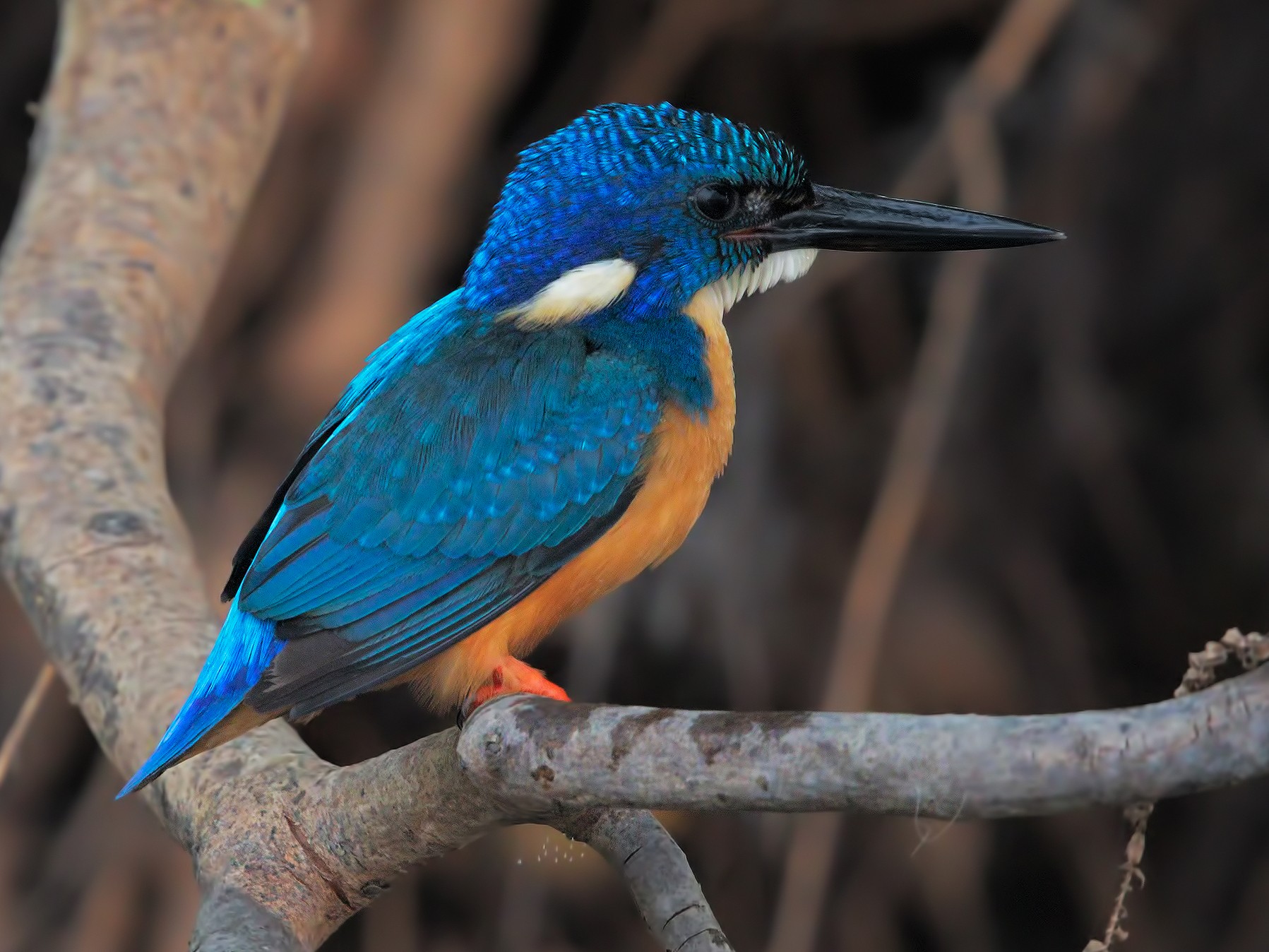 Half-collared Kingfisher - eBird