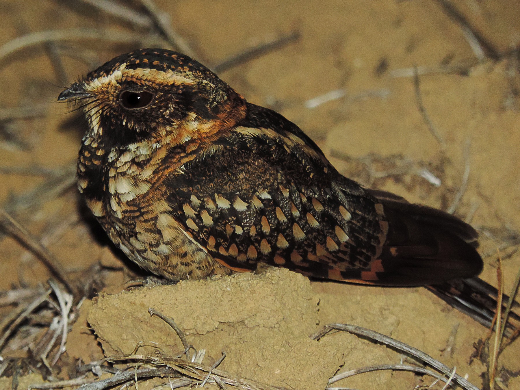 Spot-tailed Nightjar - eBird